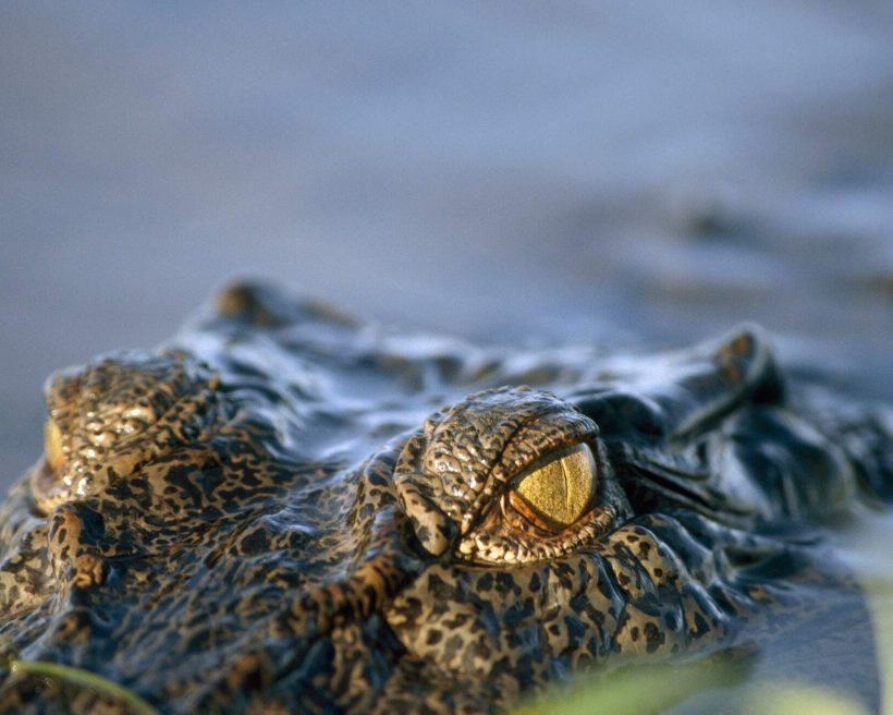 A weird and wonderful account of Australian animals - KAYAK