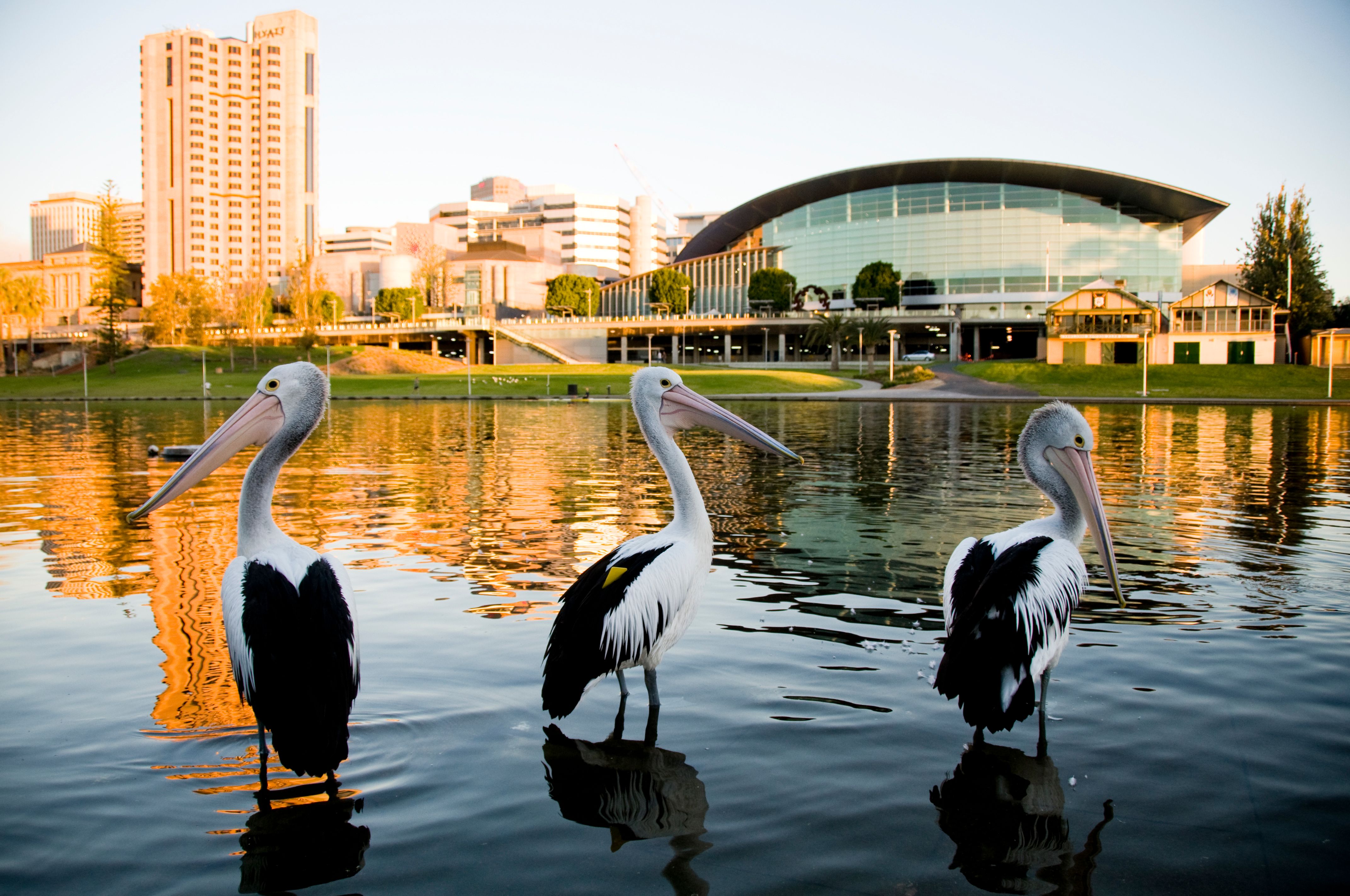 $200 Cheap Flights from Perth to Adelaide (PER - ADL) | KAYAK